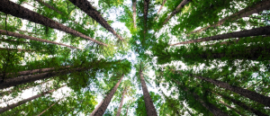 早生樹とは？林業の現場を救う魅力的な木材を紹介 ウッドレポート - eTREE